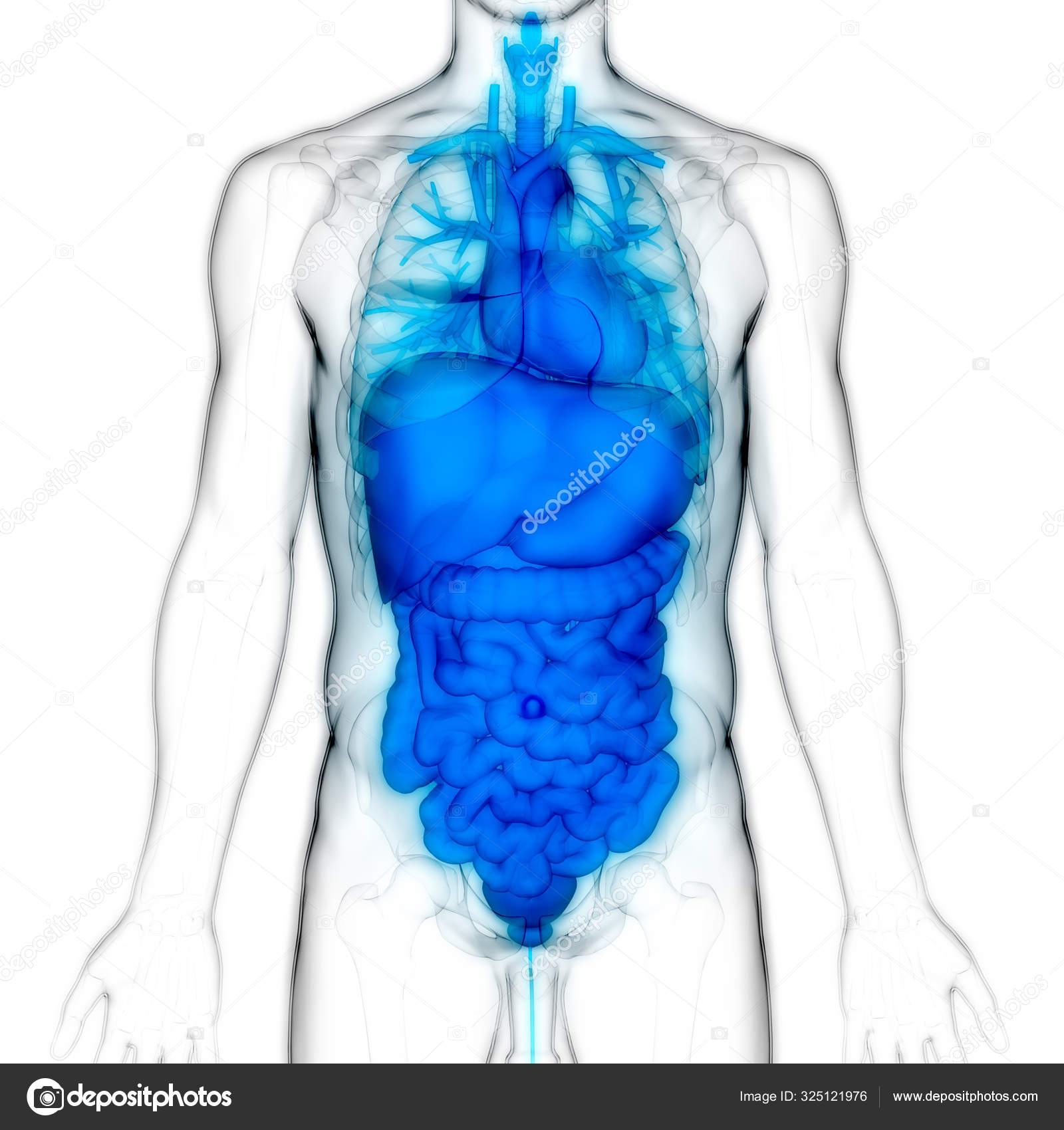 Sistem Pencernaan Manusia Besar Dan Kecil Anatomi Usus Ilustrasi — Stok ...