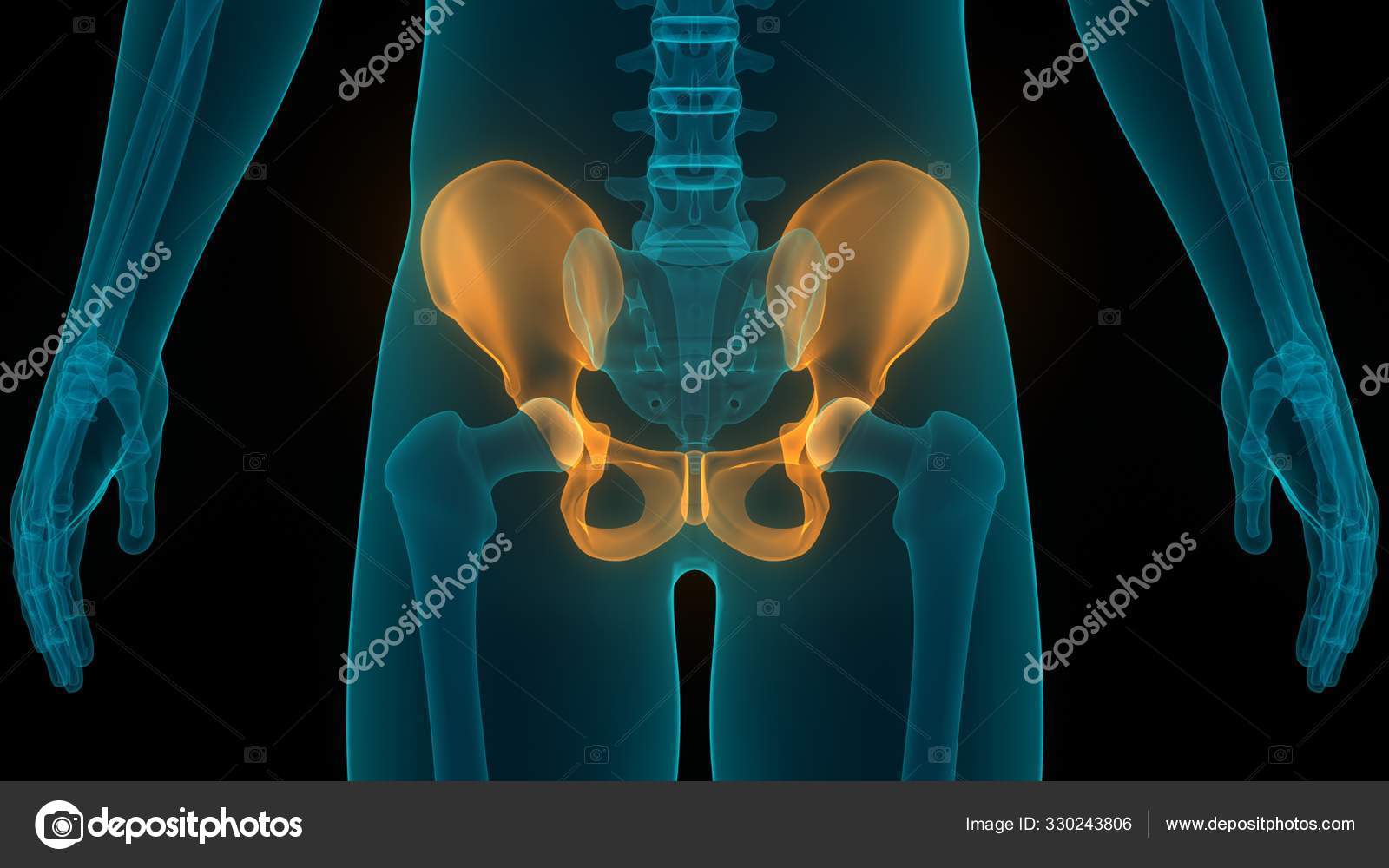 Human Skeleton System Hip Anatomy Illustration Stock Photo by ...