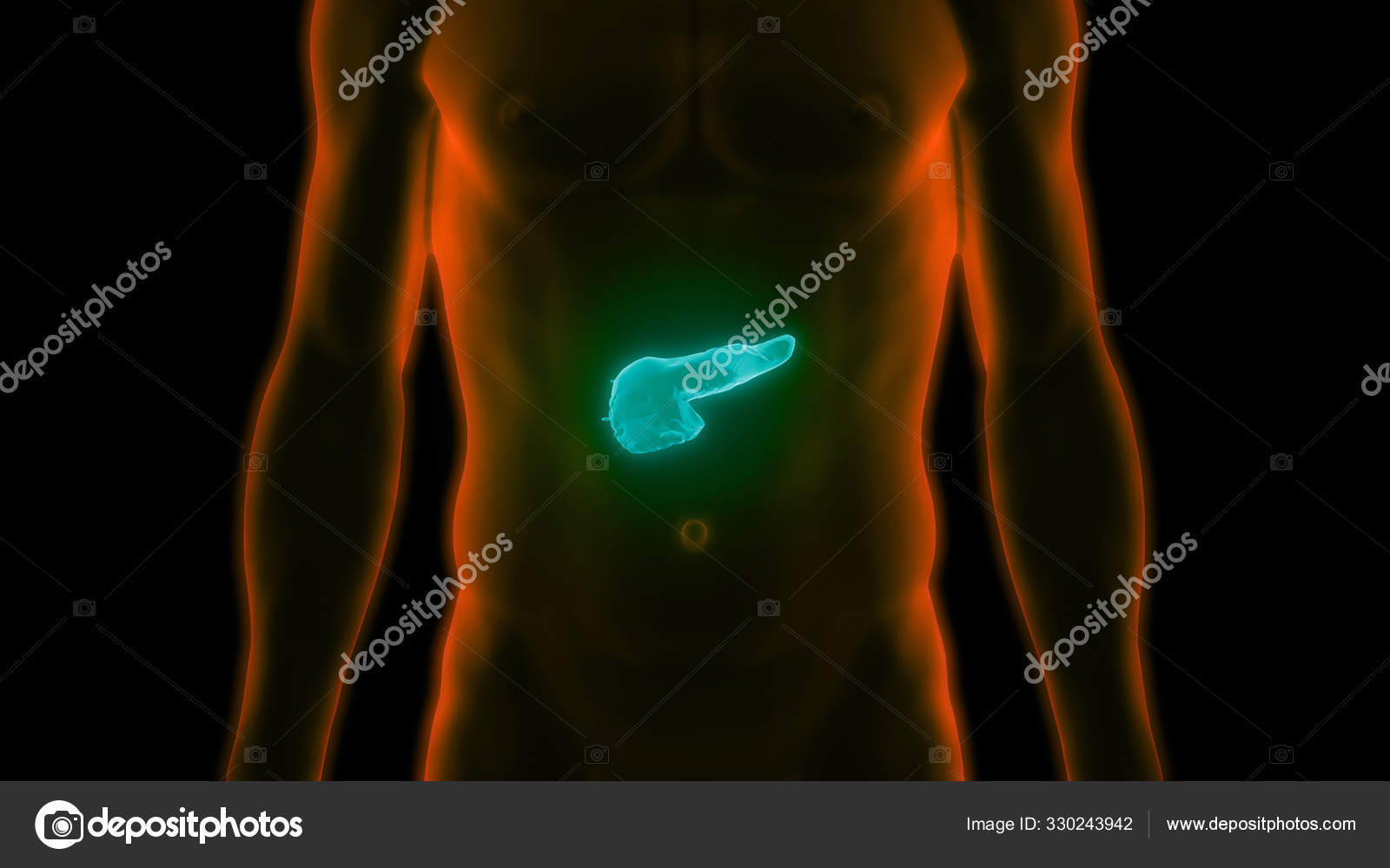 Órgano Digestivo Interno Humano Anatomía Del Páncreas Ilustración ...