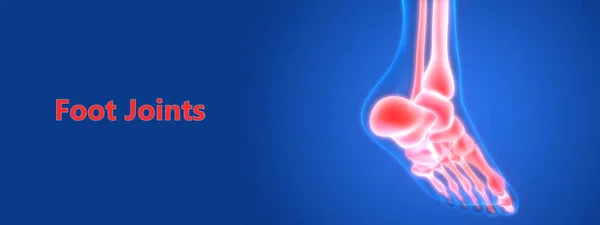 Anatomy of the foot joints Stock Photos, Royalty Free Anatomy of the ...