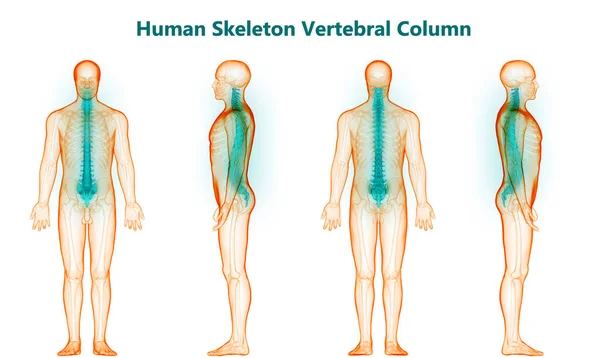 Illustration Vertebral Column Human Skeleton System Anatomy — Stock ...