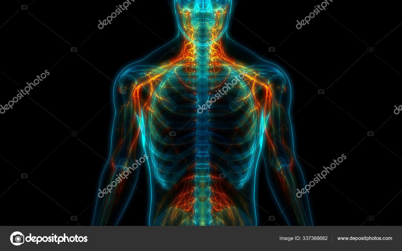 Human Skeleton System Bone Hand Joints Anatomy — Stock Photo ...
