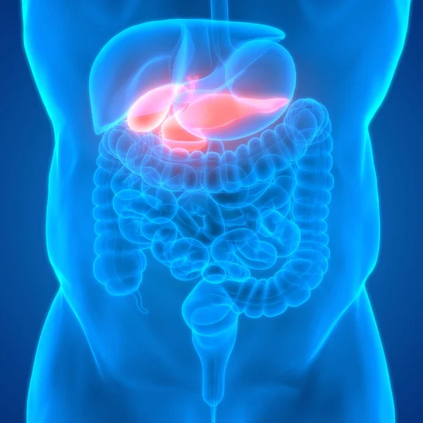 Human Pancreas Images - Search Images on Everypixel