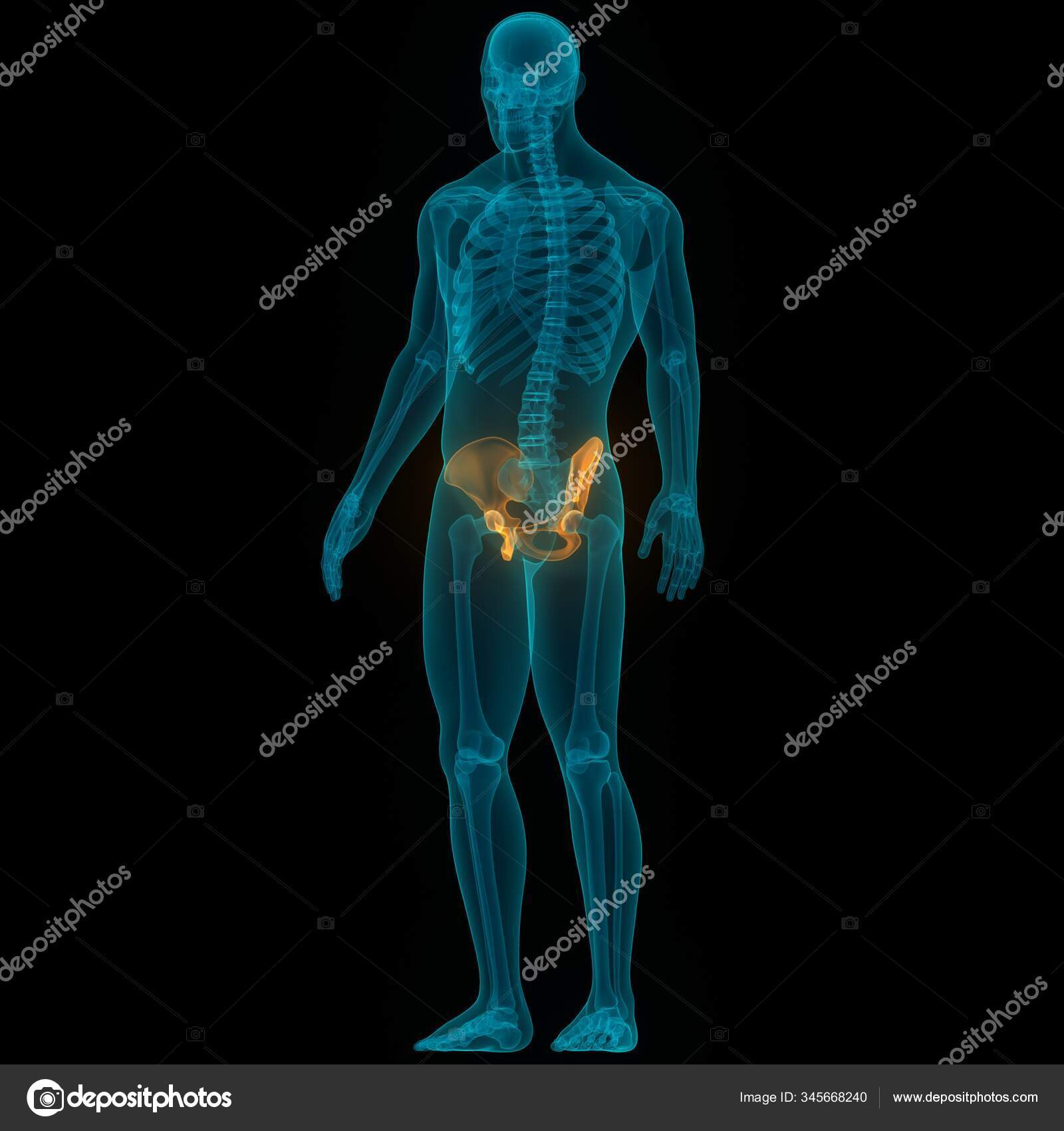 Human Skeleton System Hip Anatomy Illustration — Stock Photo ...