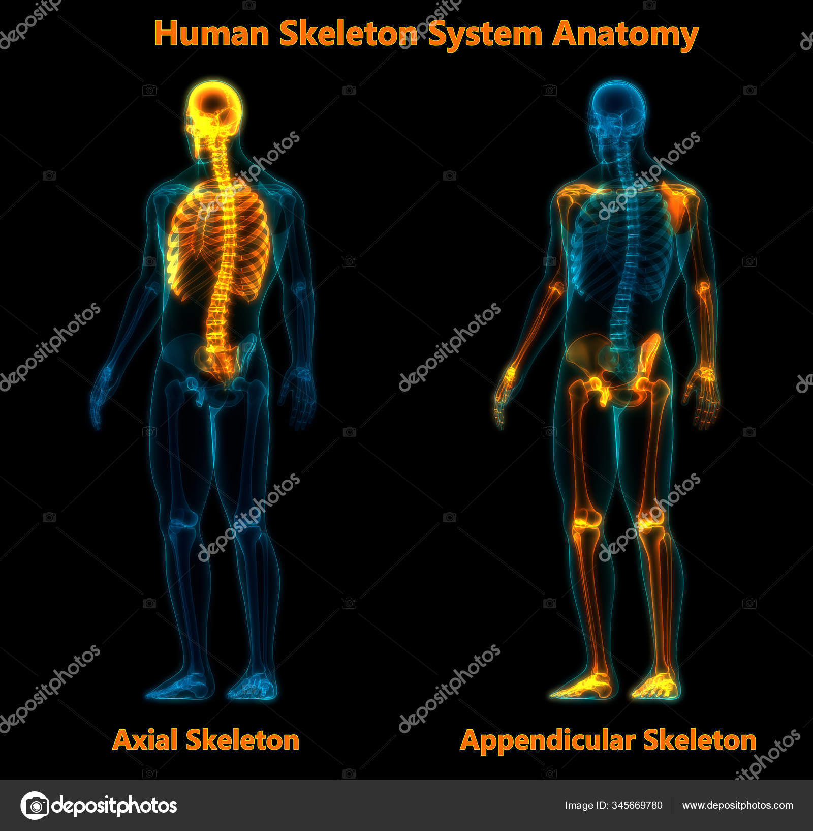 Sistema Esquelético Humano Anatomía Del Esqueleto Axial: fotografía de ...