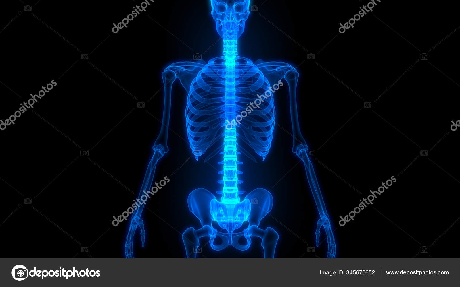 Human Skeleton System Ribs Anatomy — Stock Photo © magicmine #345670652