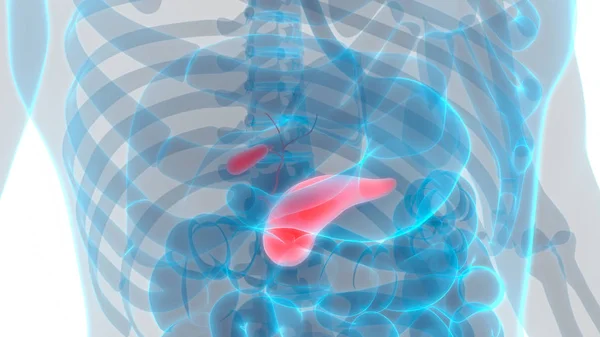 Human Internal Digestive Organ Pancreas Anatomy. 3D - Illustration ...