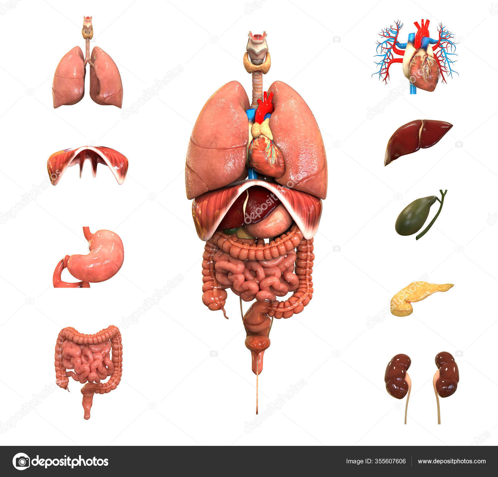 Human Body Organs Diagram