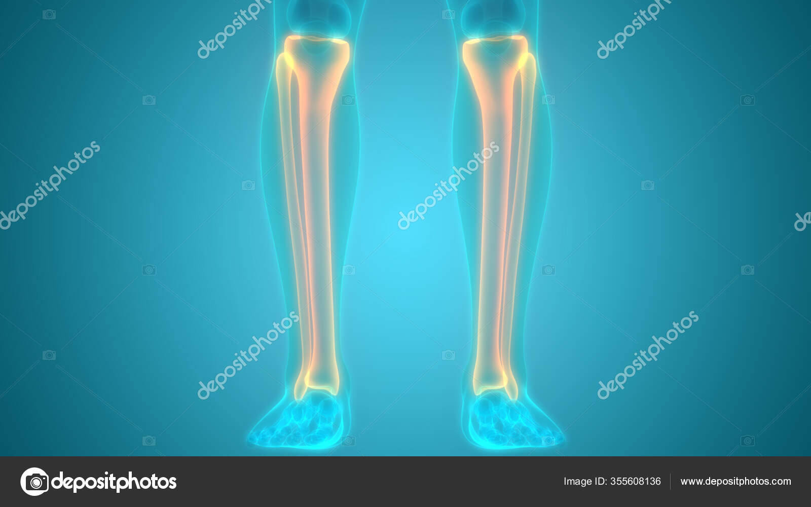 Sistema Esqueleto Humano Pernas Ossos Articula Anatomia Ilustração ...