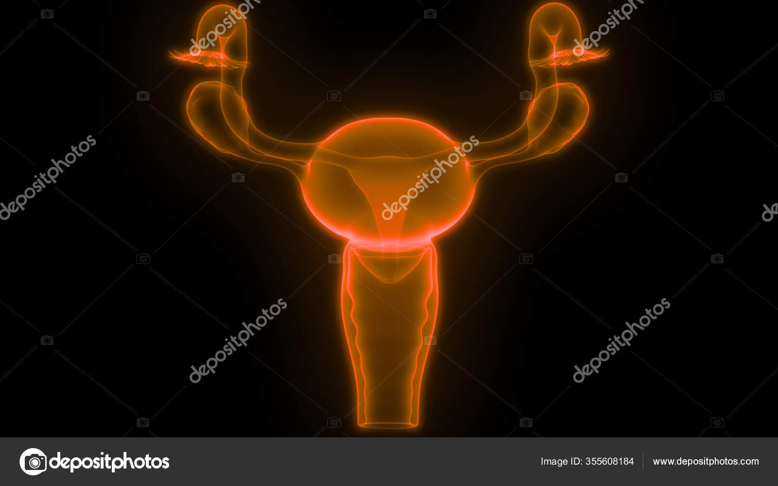 Female Reproductive System Anatomy Stock Photo by ©magicmine 355608184