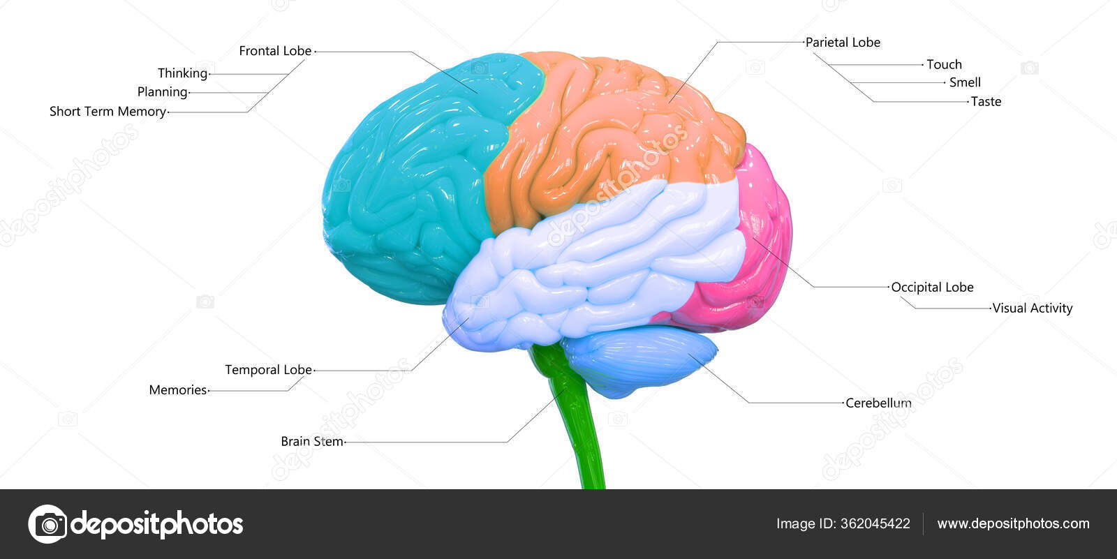 3d Brain With Labels