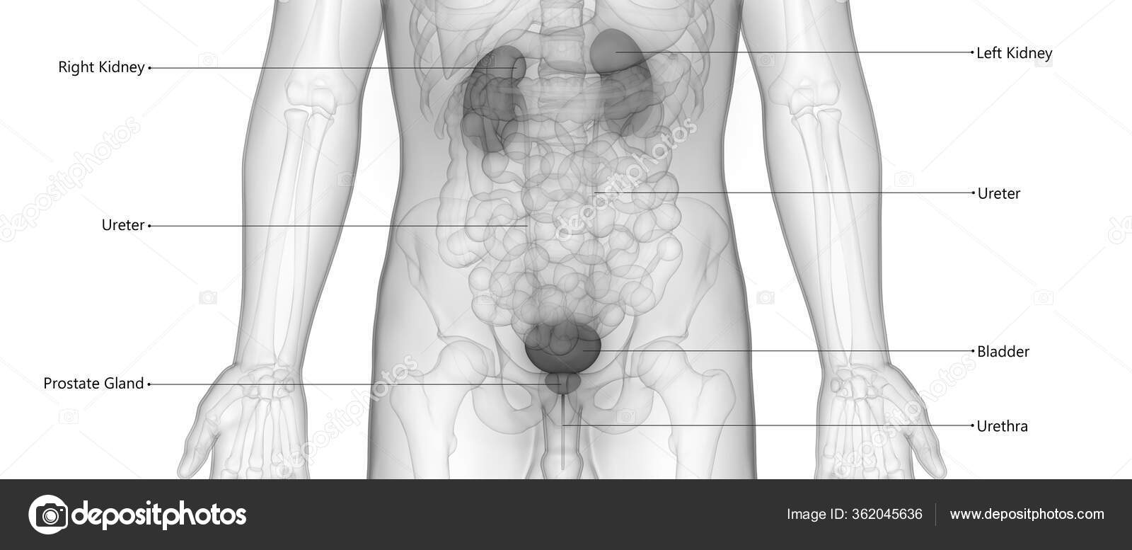 Sistema Urinario Sem Rotulos Novembro Azul Grupo Mast