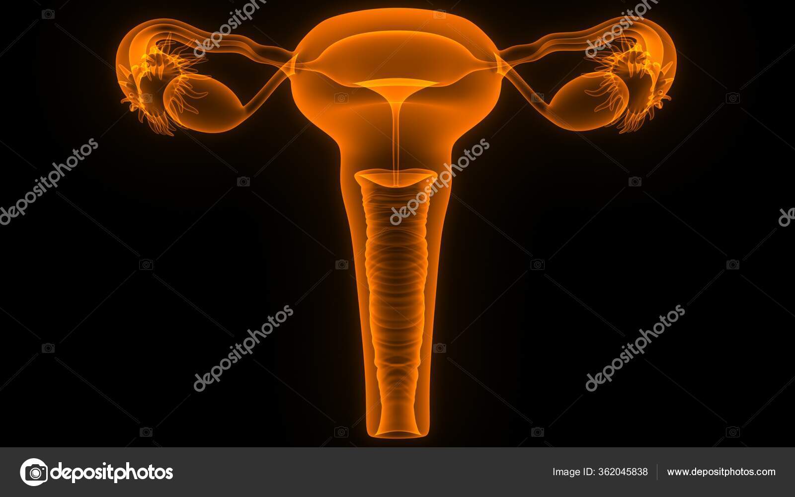 Sistem Reproduksi Wanita Anatomi — Stok Foto © magicmine #362045838