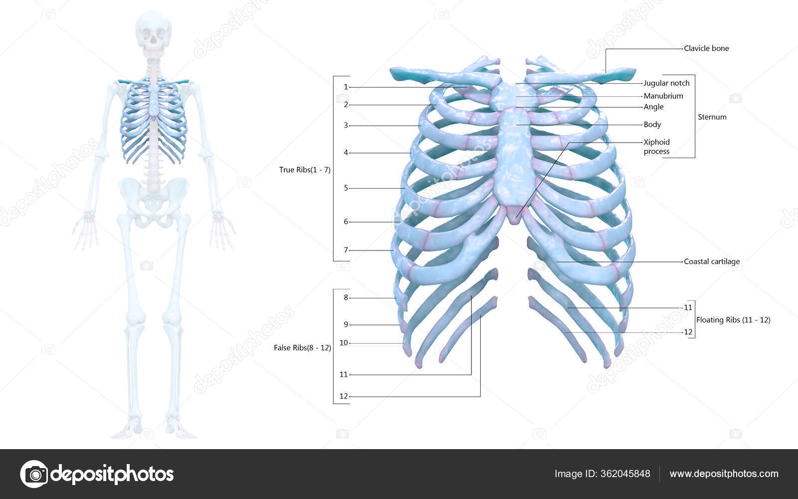 Human Skeleton System Thoracic Skeleton Detailed Labels Anatomy Stock ...