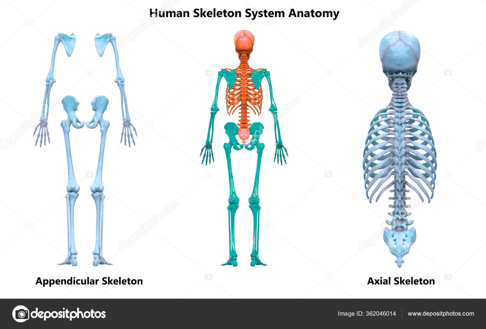 Axial And Appendicular Bones