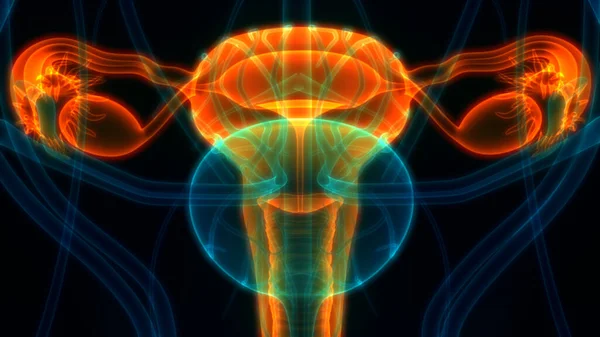 Reproductive system Stock Photos, Royalty Free Reproductive system ...