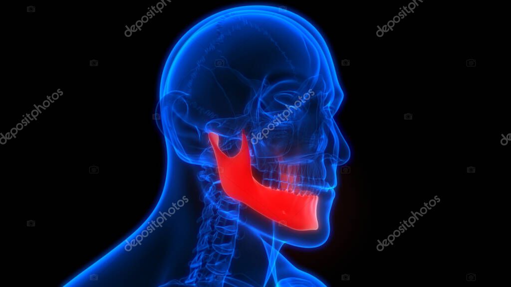 Sistema esquelético humano Piezas del hueso del cráneo Anatomía ósea de ...