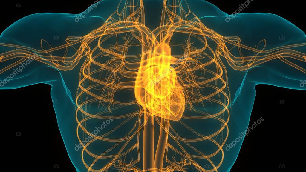 Ilustración de anatomía del corazón humano. 3D 2022