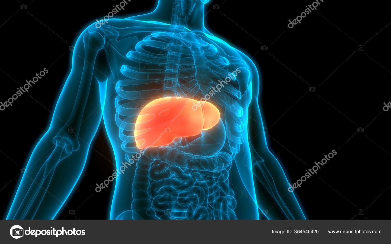 Människokroppens Organ Anatomi Lever — stockfoto © magicmine #364545420