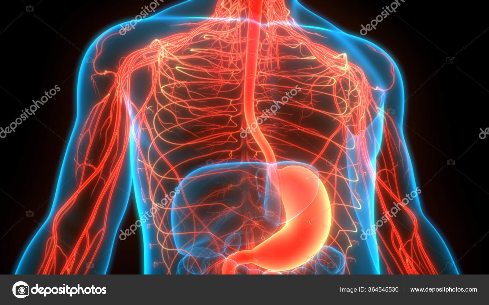 Anatomía Del Estómago Del Sistema Digestivo Humano — Foto de stock ...