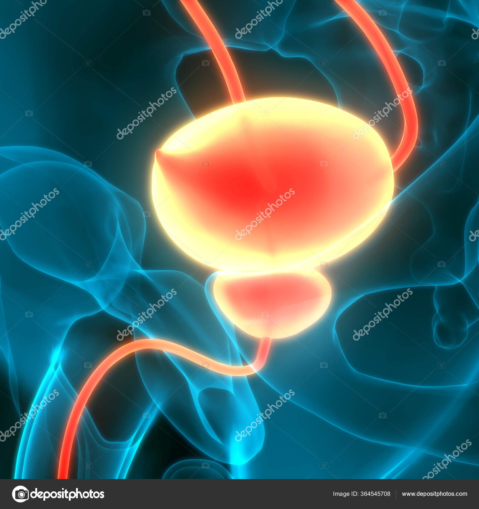 Anatomía Vesical Del Sistema Urinario Humano: fotografía de stock ...