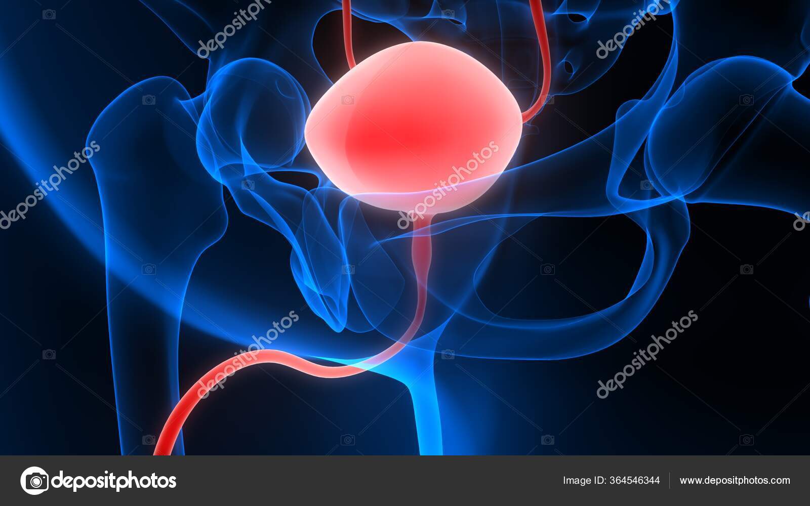 Human Urinary System Bladder Anatomy — Stock Photo © magicmine #364546344