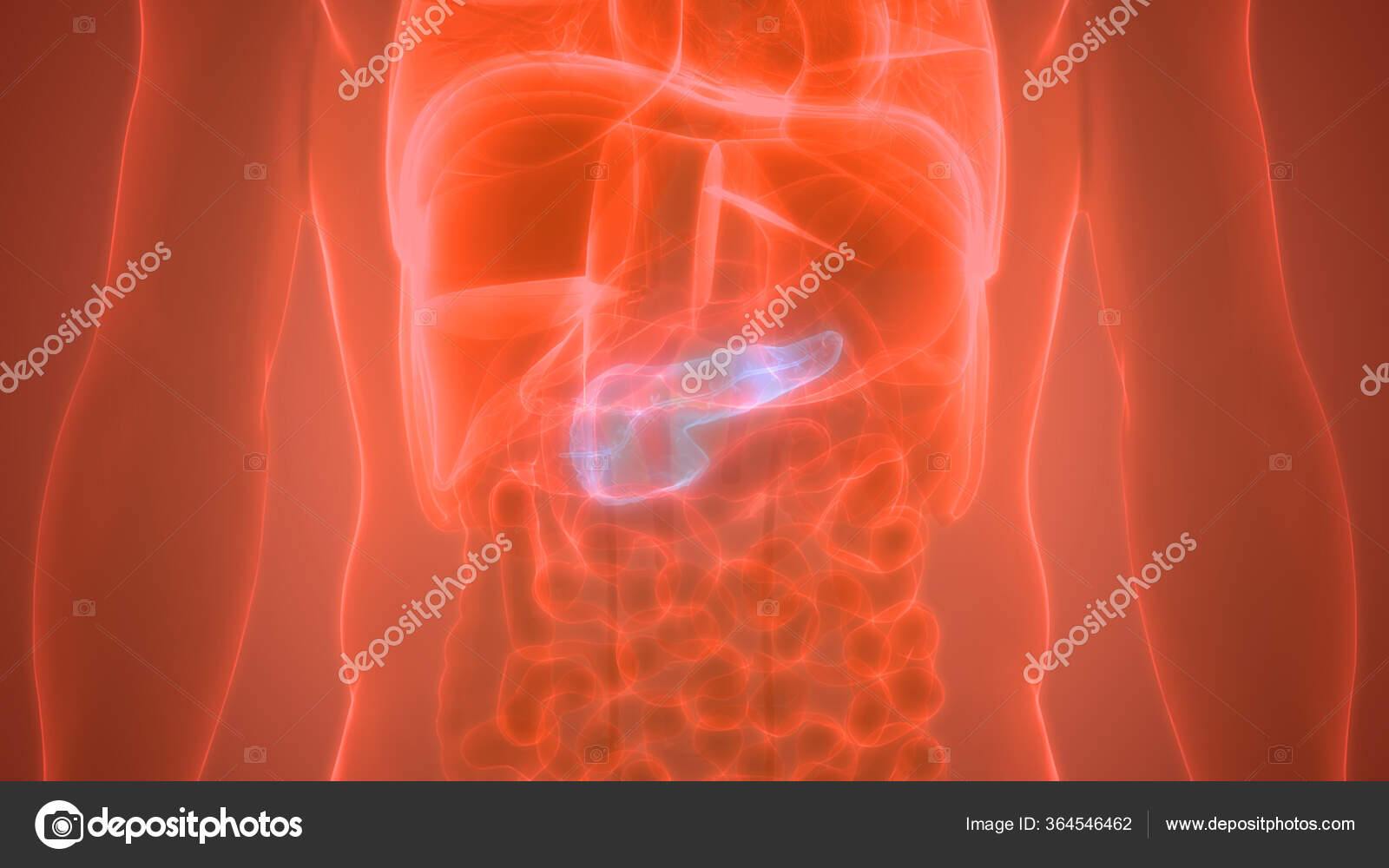 Anatomía Digestiva Interna Del Órgano Humano Pancreas — Foto de stock ...