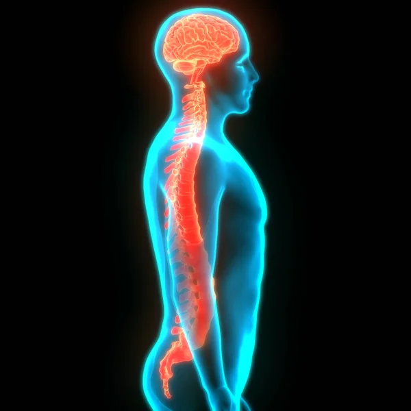 Vertebral Column Discs Human Skeleton System Anatomy Stock Photo by ...