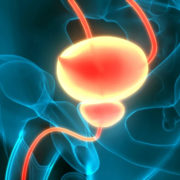 Male bladder anatomy Stock Photos, Royalty Free Male bladder anatomy ...