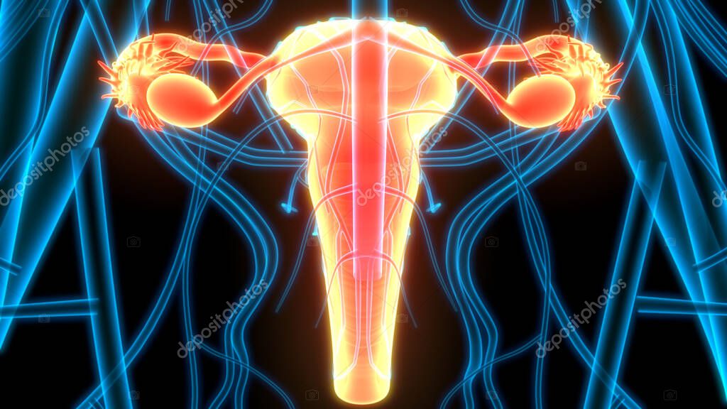 Anatomía del sistema reproductivo femenino. 3D 2024