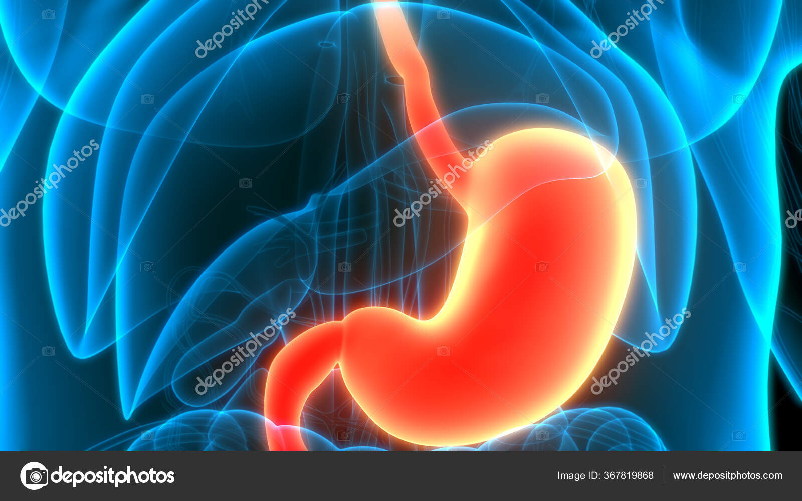 Estómago Del Sistema Digestivo Humano Con Anatomía Del Intestino ...