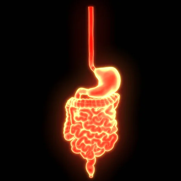 O seu intestino Stock Photos, Royalty Free O seu intestino Images ...