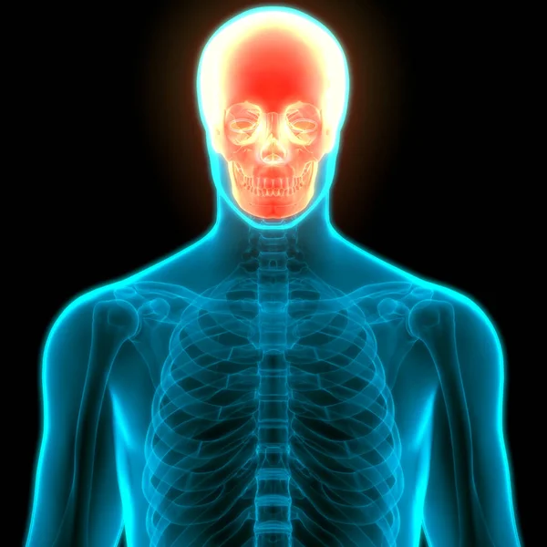 Face anatomy Images - Search Images on Everypixel