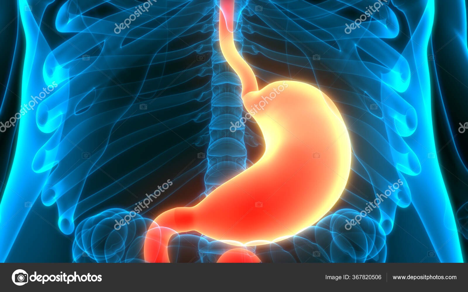Apparato Digerente Umano Stomaco Con Piccolo Intestino Anatomia - Foto ...