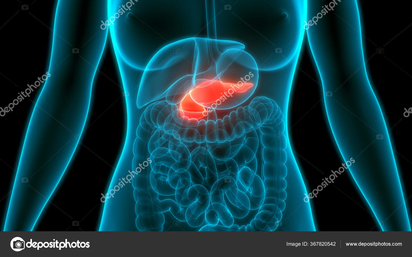 Inside The Human Body Organs Real