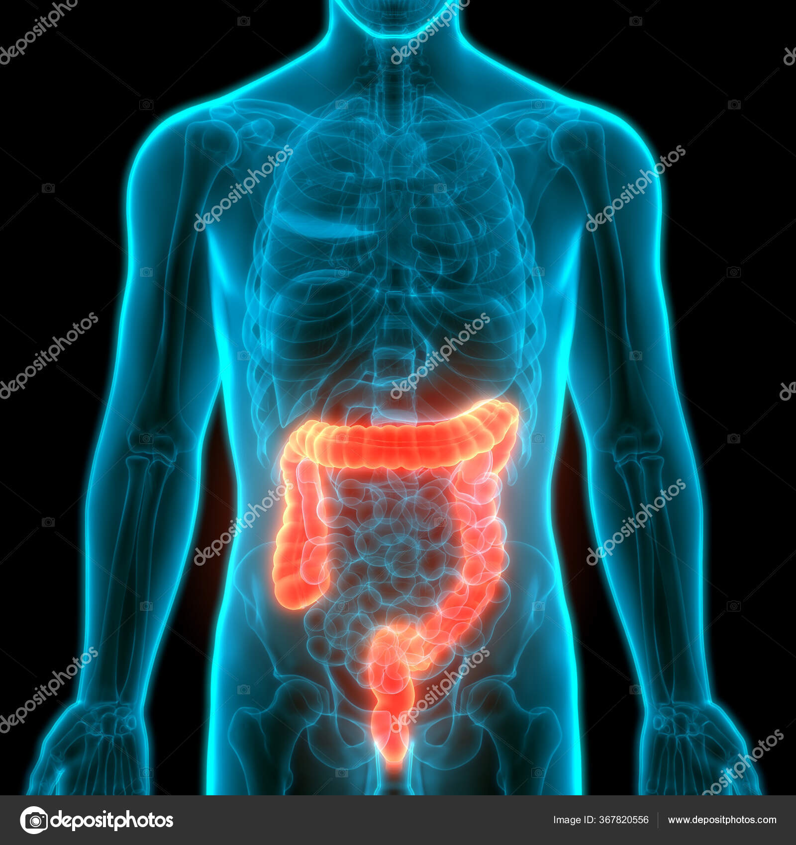 Anatomía Del Intestino Grueso Del Sistema Digestivo Humano — Foto de ...