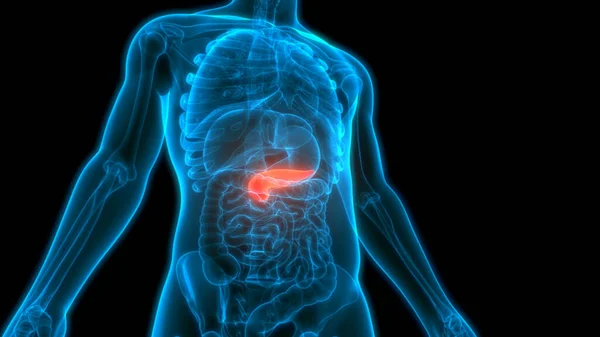 Human Pancreas Images - Search Images on Everypixel