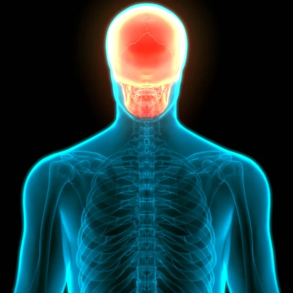 Anatomy face Stock Images - Search Stock Images on Everypixel