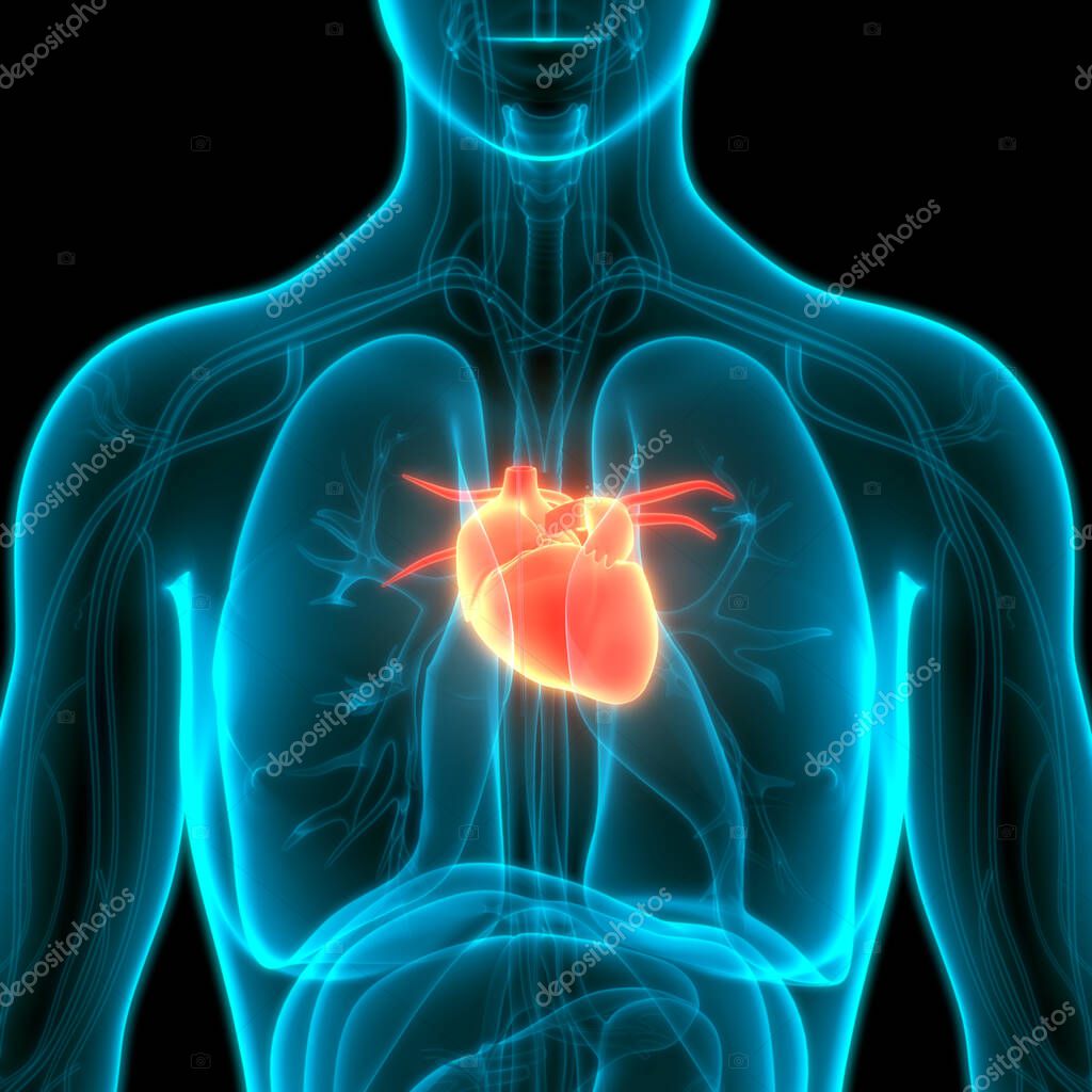 Ilustración de anatomía del corazón humano. 3D 2023