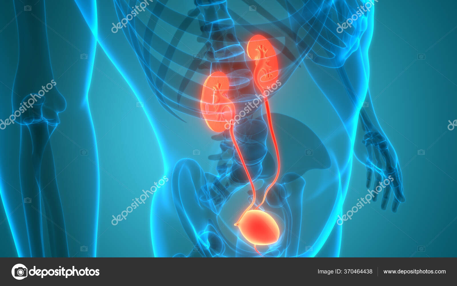 Human Urinary System Bladder Anatomy — Stock Photo © magicmine #370464438