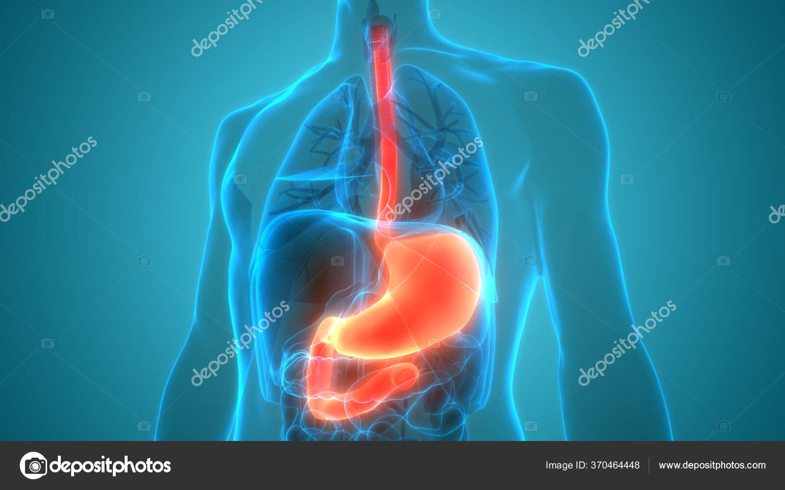 Anatomía Del Estómago Del Sistema Digestivo Humano: fotografía de stock ...