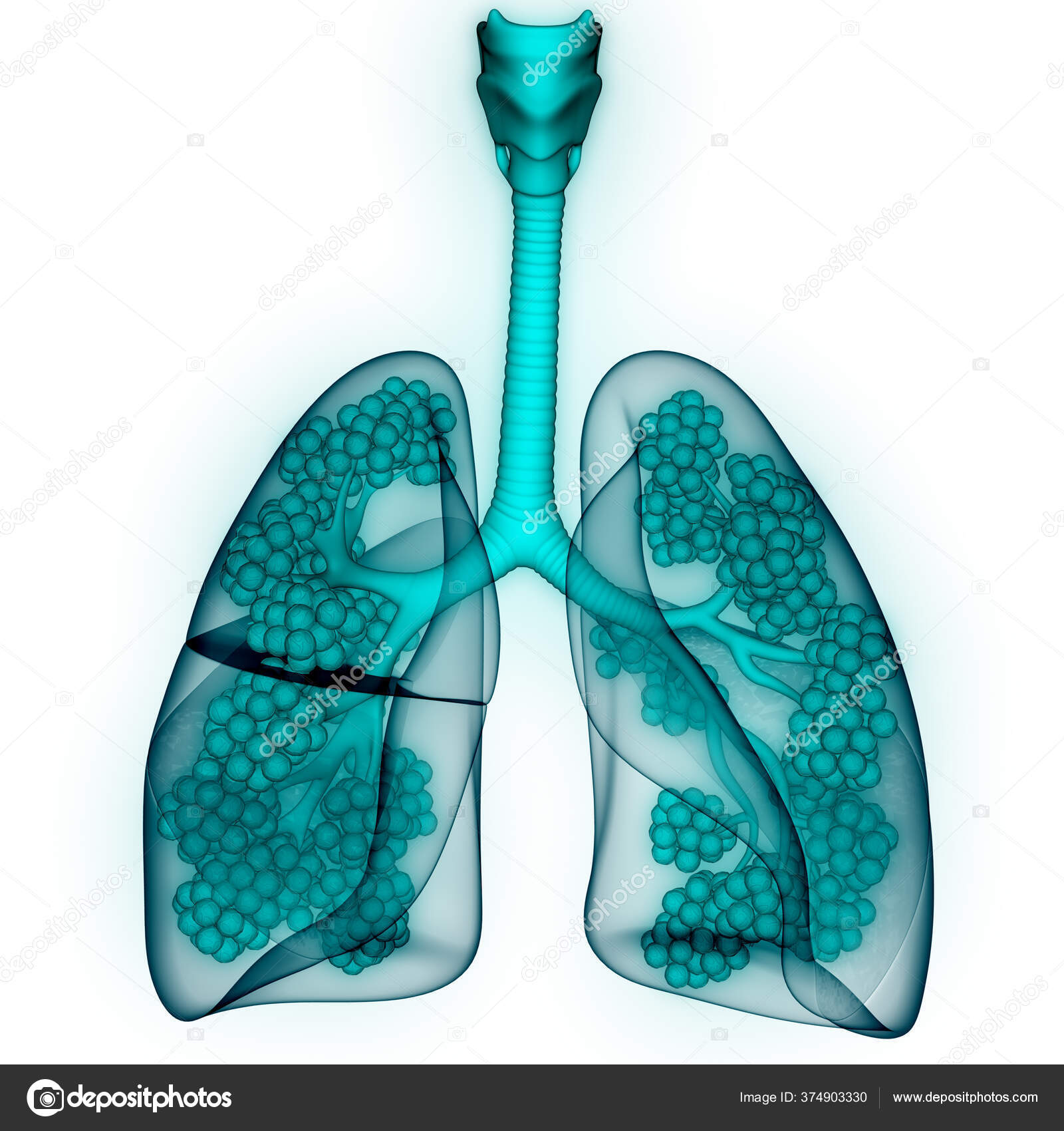 Human Respiratory System Lungs Alveoli Anatomy Stock Photo by ...