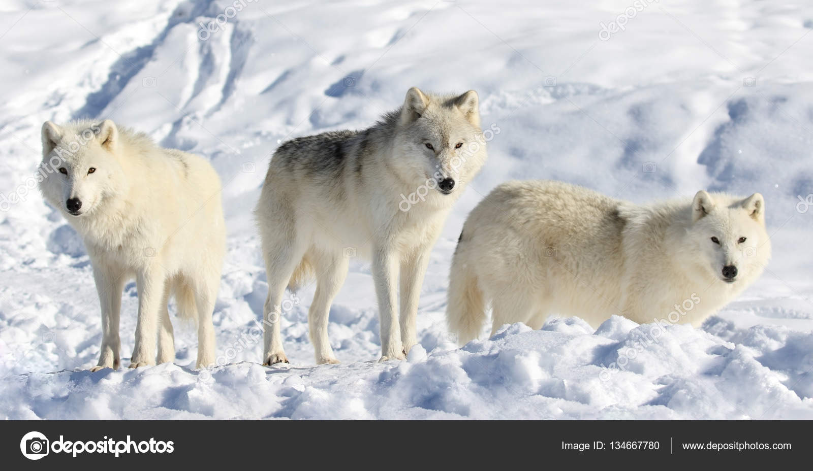 White wolves in snow Stock Photo by ©karlumbriaco.hotmail.com 134667780