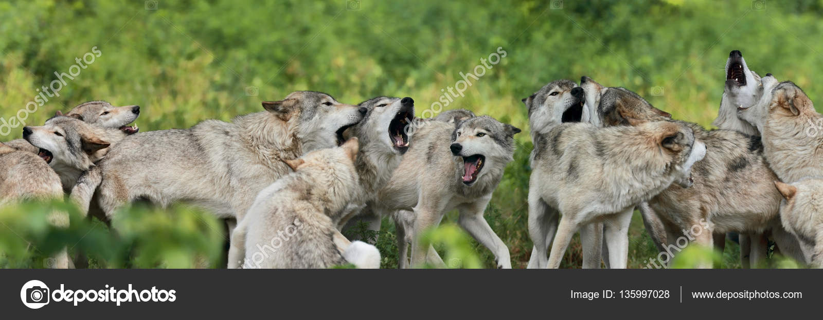 Pack of wolves Stock Photo by ©karlumbriaco.hotmail.com 135997028