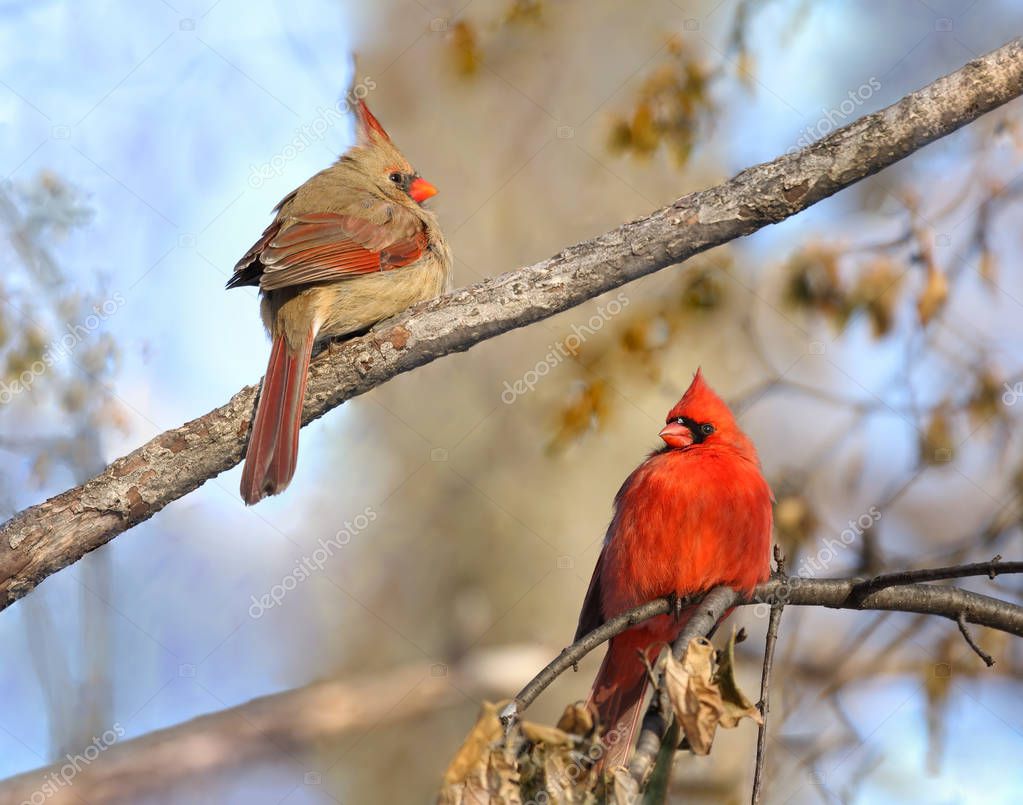 Couple Cardinal Nature — Stock Photo © karlumbriaco.hotmail.com #179246250