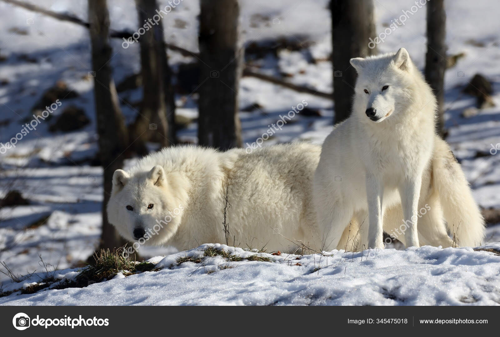 Arctic Wolves Nature Winter Stock Photo by ©karlumbriaco.hotmail.com ...