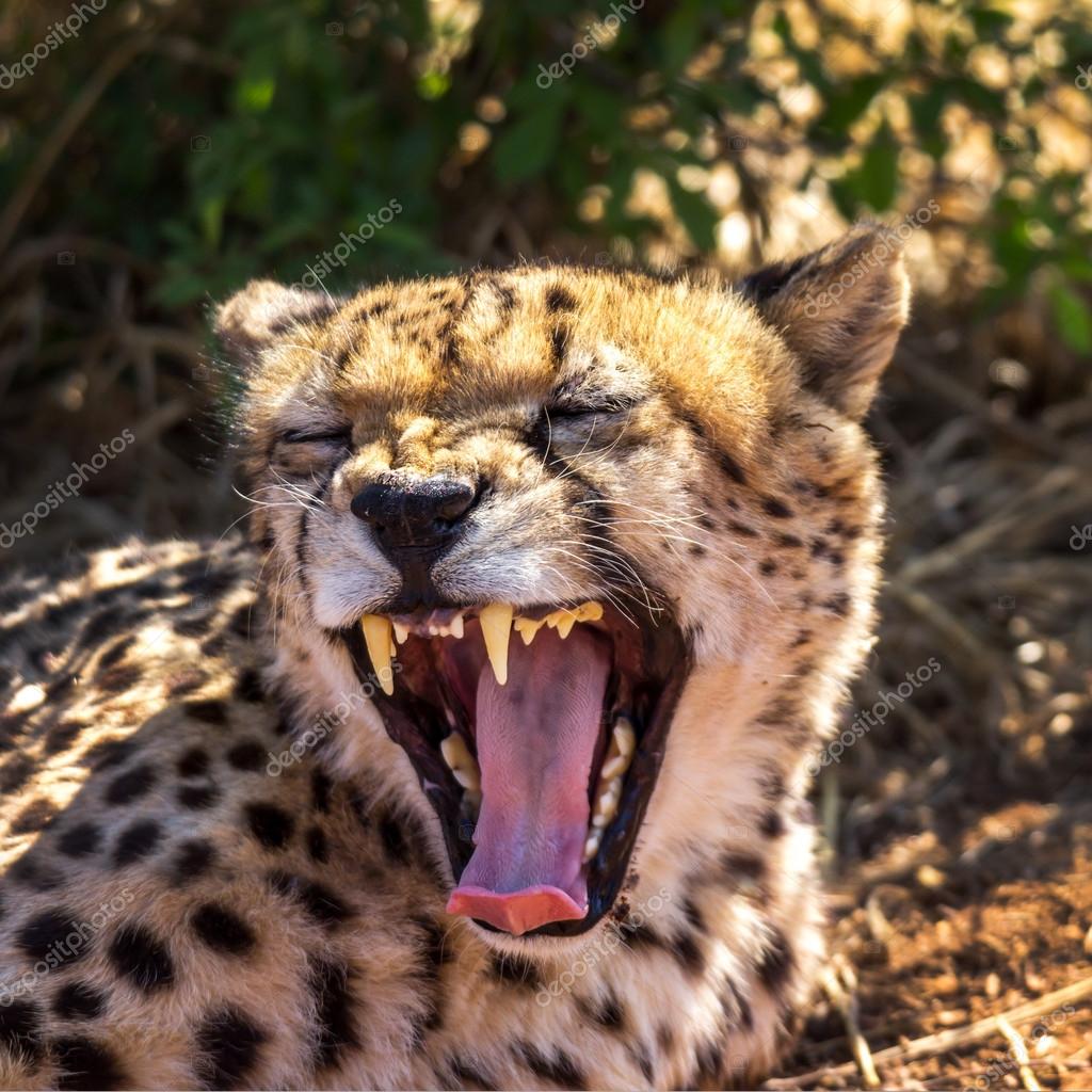 Cheetah Tongue Up Close