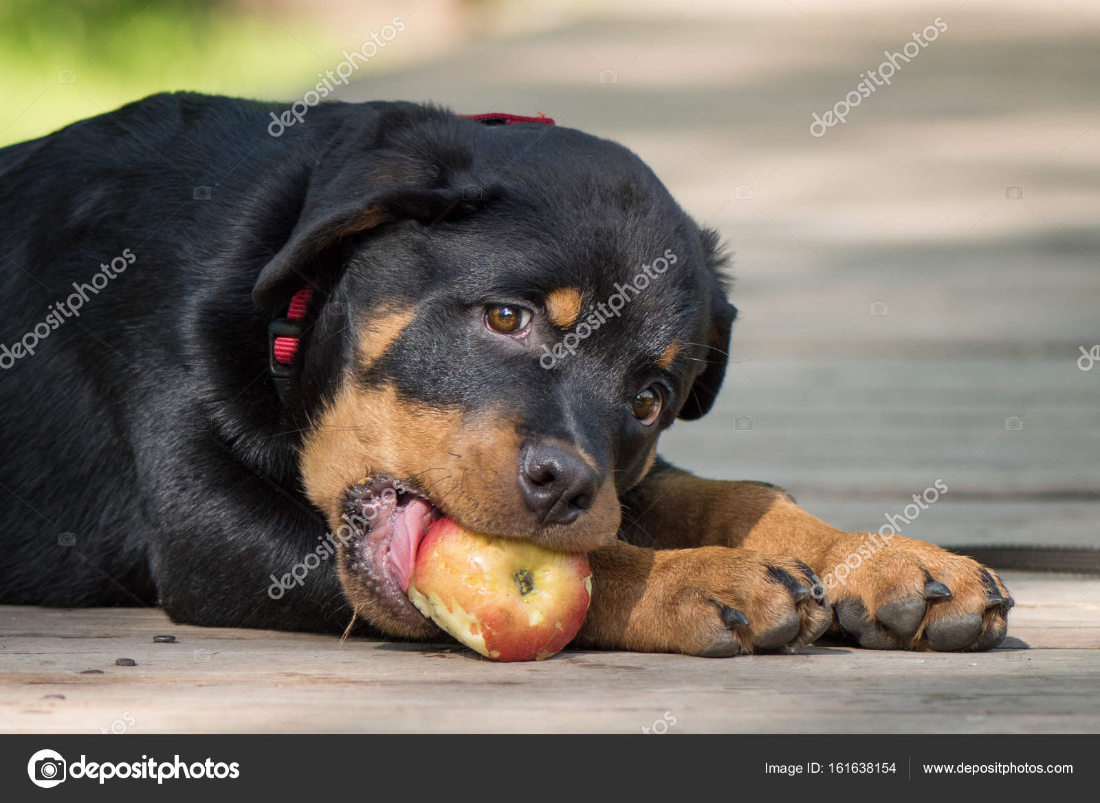 Red Rottweiler Puppies