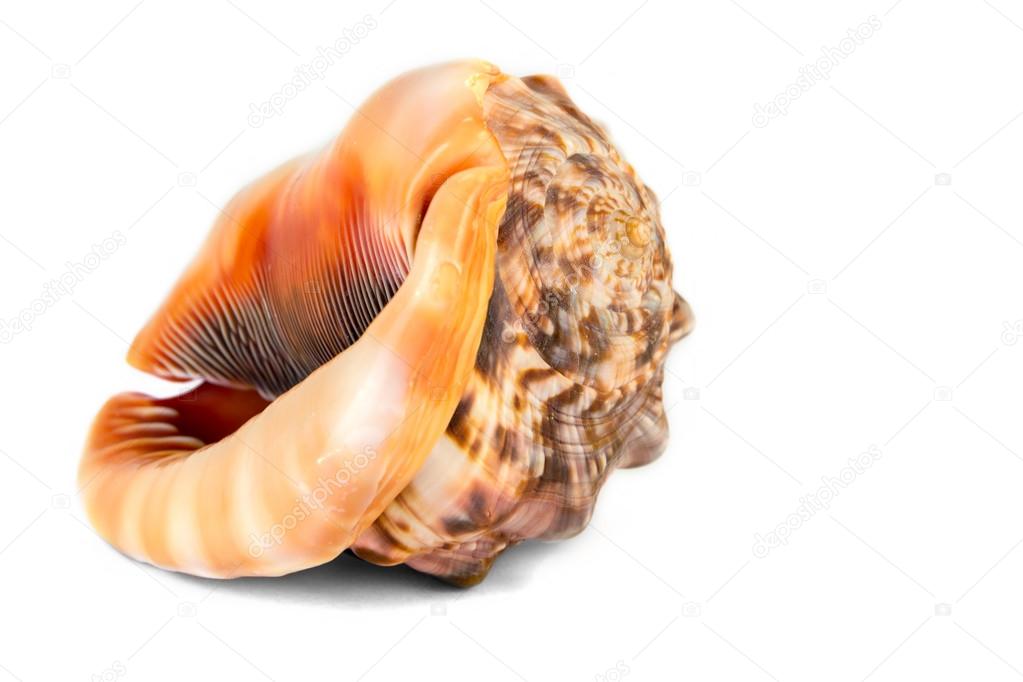 Red seashell Cypraecassis rufa isolated on white with free space ...