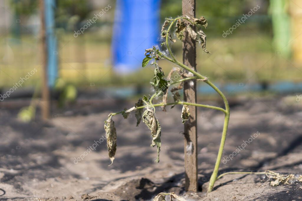 El arbusto seco de un tomate. La planta se marchitó por falta de agua ...